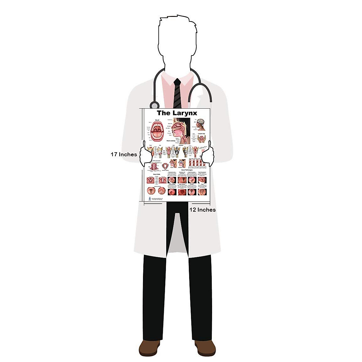 Larynx Poster, Voice, Education, Vocal Folds, Mouth, Head Cutview, Vocal Pathology, Size 12x17inch