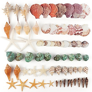Jangostor Sea Shells Mixed Ocean Seashells, 1.2"-3.5" Various Sizes Beach Seashells and Natural Starfish for Vase Fillers Fish Tank Beach Themed Party Home Wedding Decorations DIY Crafts