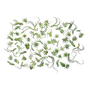 Tillandsia Air Plants Live Indoor Plants (50 Pack), Air Plants Bulk Party Favors or Wedding Favors Live Plants, Air Plant Lover Gifts, DIY Terrarium Kit, Air Succulents Plants Live by Plants for Pets