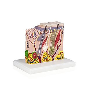 Jackson Global JS00139 Human Skin Model from Scalp Section