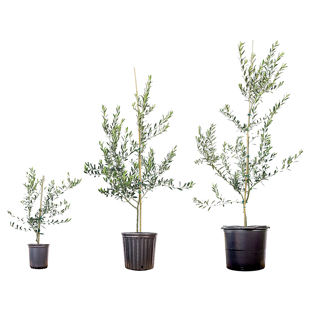 Arbequina Olive Tree - Live Plant, Includes Special Blend Plant Food & Planting Guide- Size (3-4FT)