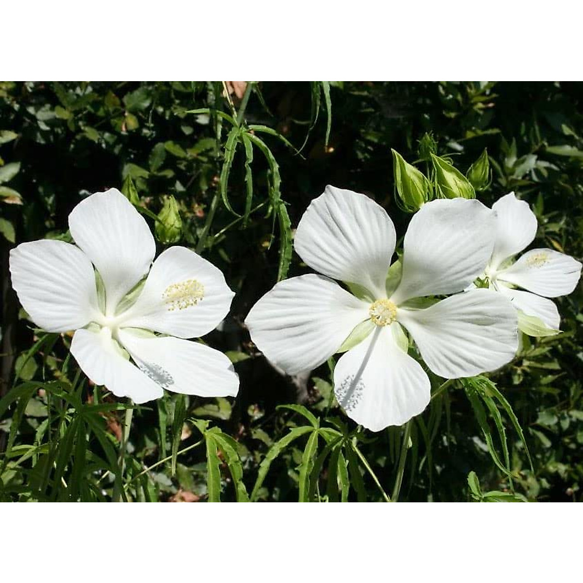Hibiscus coccineus Alba | White & Texas Star | Rose Mallow | 10_Seeds