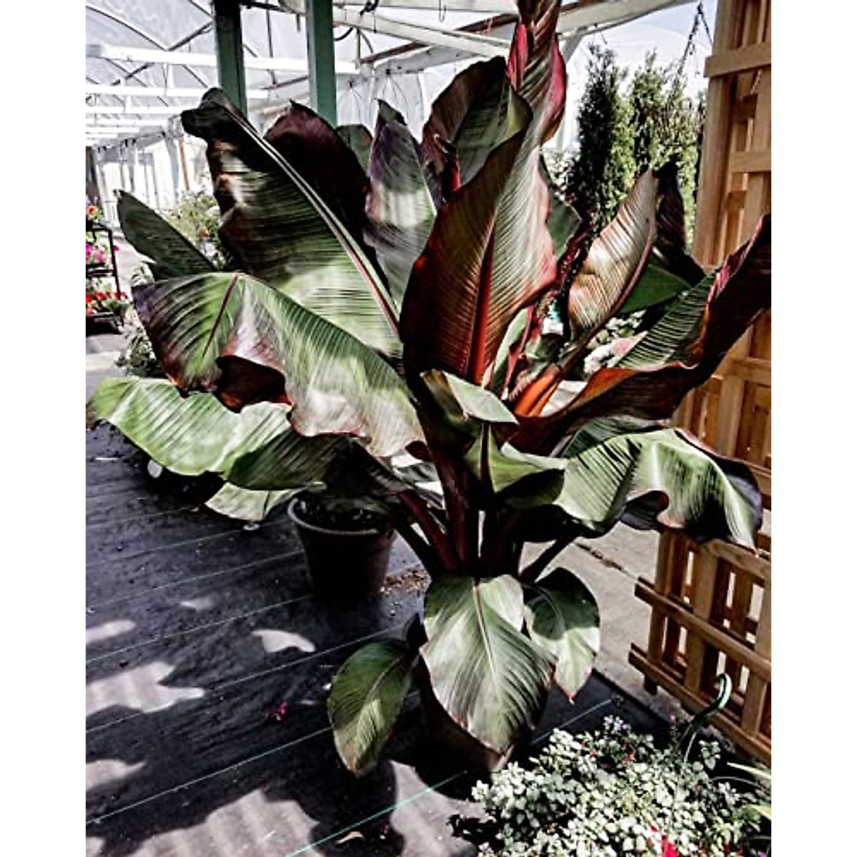 Red Abyssinian Banana Tree - 10 Live Starter Plants - Ensete Maurelii - Fruit Tree for The Patio and Garden