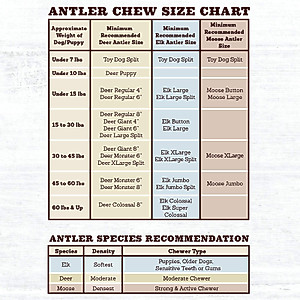 Prairie Dog Antlers | North American Split Elk Antler | SMALL | Naturally Shed | Hand Harvested | Nutrient Rich | 4-5.5 inches long