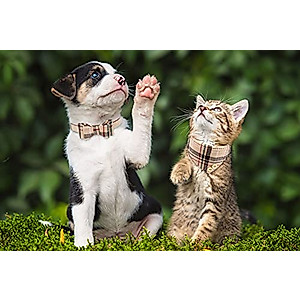 3 PCS Dog Collars for Small Dogs Puppy Collar and Leash Set Dog Bow Tie with Bell Puppy Bandana Leather Dog Collar for Small Dogs Puppies and Cats(Beige)