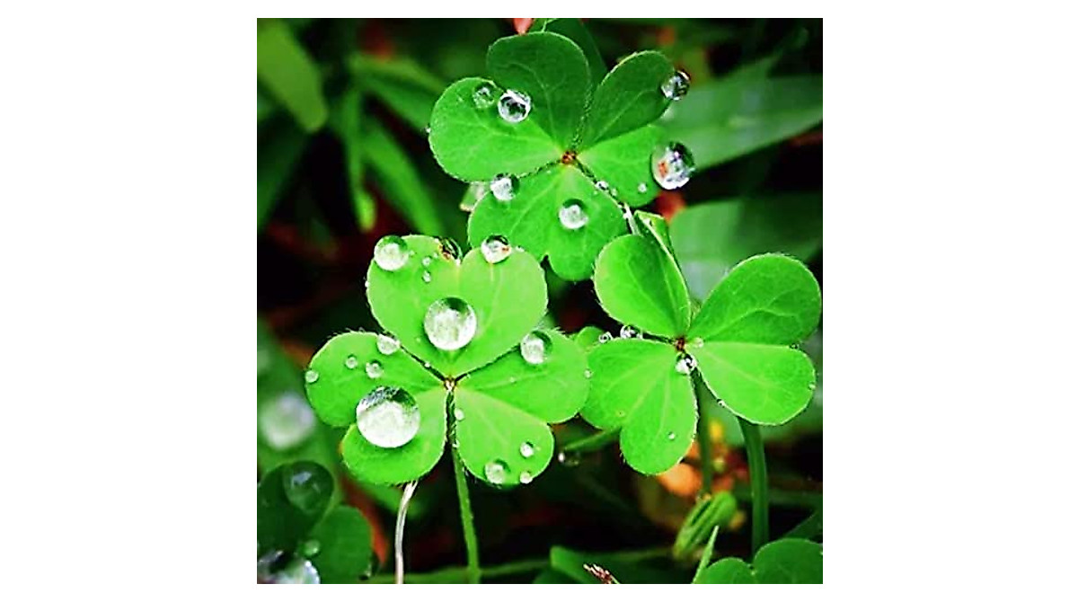 Lucky Four Leaf Clover Seeds - Easy to Grow Garden Plant
