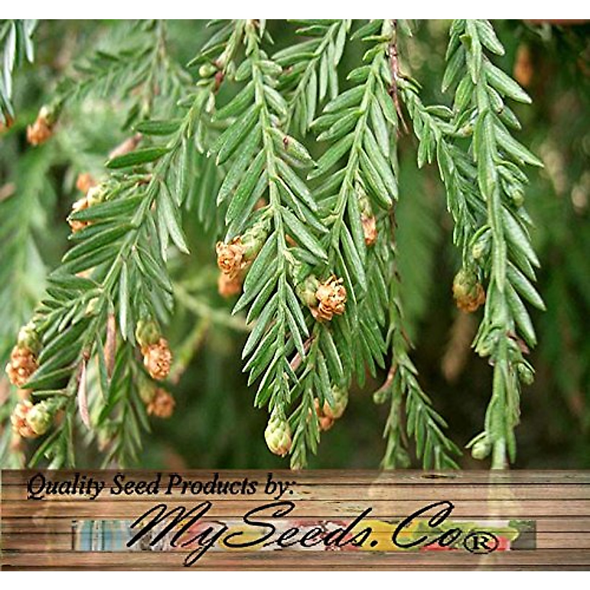 Cedar, Dogwood, Pine, Redwood, Spruce, Tree Seed by MySeeds.Co, You Choose The Color n Quantity (1 Pack, California Redwood - Big Pack)