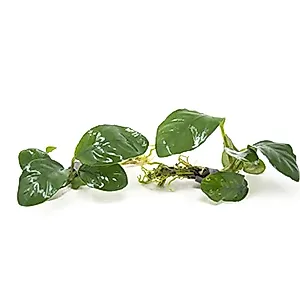 Live Aquarium Plants, Anubias Coffeefolia, Anubias Aquarium Plant, Aquarium Plants Live Fish Tank Decorations, Live Fish Freshwater Aquarium Plants, Terrarium Live Plants, Water Plants By Aquatic Arts