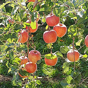 YEGAOL Garden 20Pcs Fuji Apple Seeds Fragrant Showy Fruit & Berries Attract Birds Butterflies & Hummingbirds Fruit Seeds Cottage Garden Plant