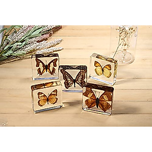 Real Large Butterfly Specimen Specimens Paperweight Collection Display(3x3x0.8''）for Office or Education (Style 4)
