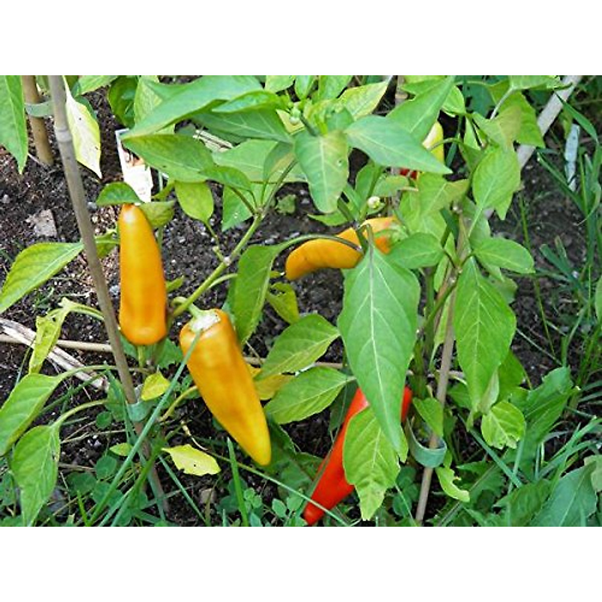 Hungarian Sweet Wax Pepper Seeds, 100+ Heirloom Seeds Per Packet, (Isla's Garden Seeds), Non GMO Seeds, Botanical Name: Capsicum annuum