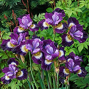 CHUXAY GARDEN Mixed Iris Sibirica-Siberian Iris,Siberian Flag 20 Seeds Blue Red White Purple Herb All Season Ornamental Plant Seed Temperate Regions Growing Planting Easy to Grow & Maintain