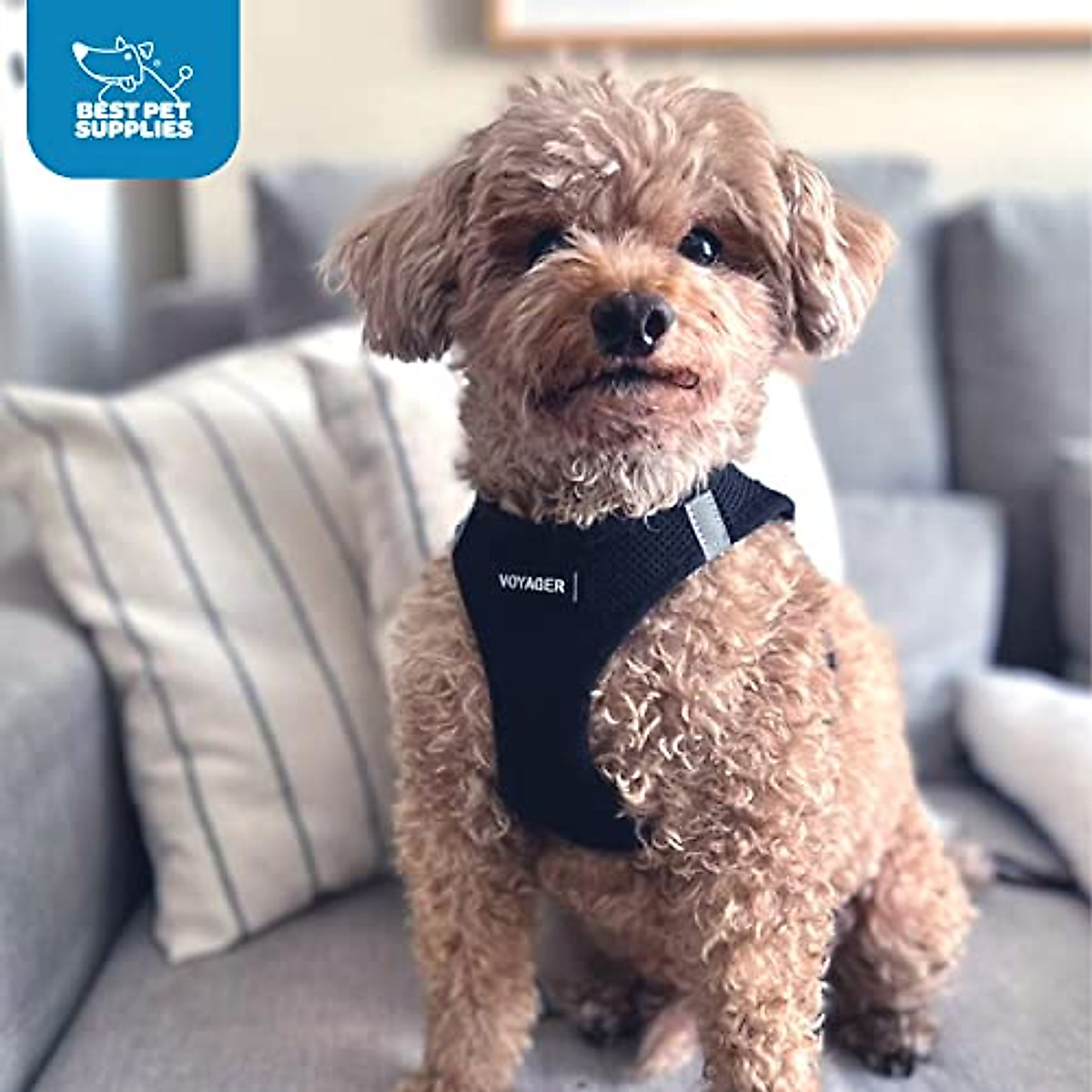 Voyager Step-in Air Dog Harness - All Weather Mesh Step in Vest Harness for Small and Medium Dogs by Best Pet Supplies - Harness (Black), Medium