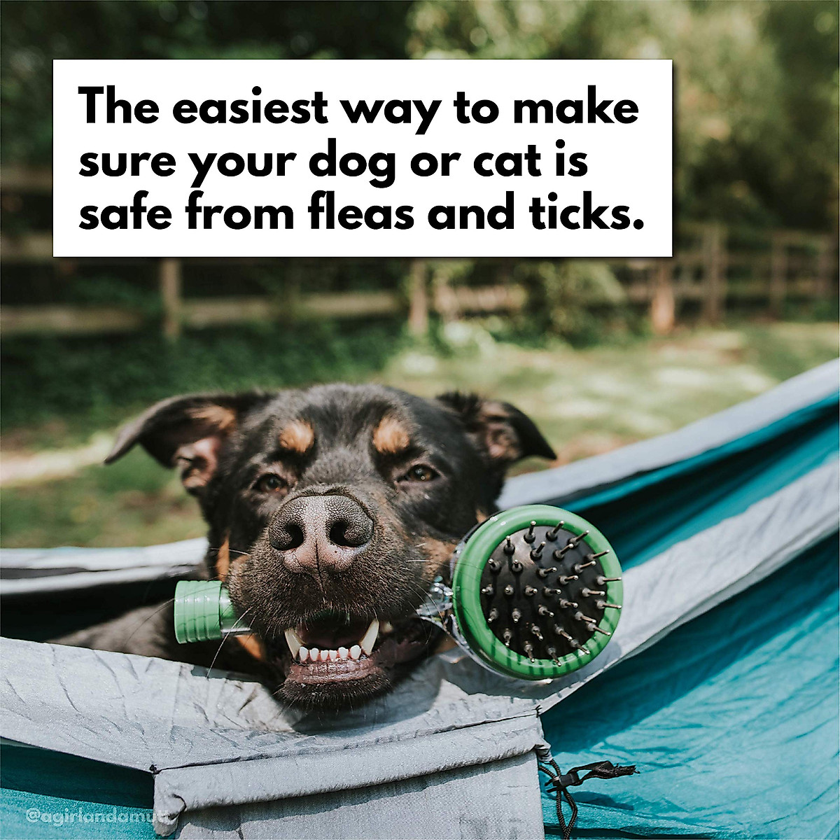 Cedarcide Flea + Tick Pet Brush (4 oz Pack) | Durable Grooming Brush Effectively Applies Cedarcide Original Biting Insect Spray to Kill + Repel Fleas Ticks & Mosquitoes |for Cats and Dogs