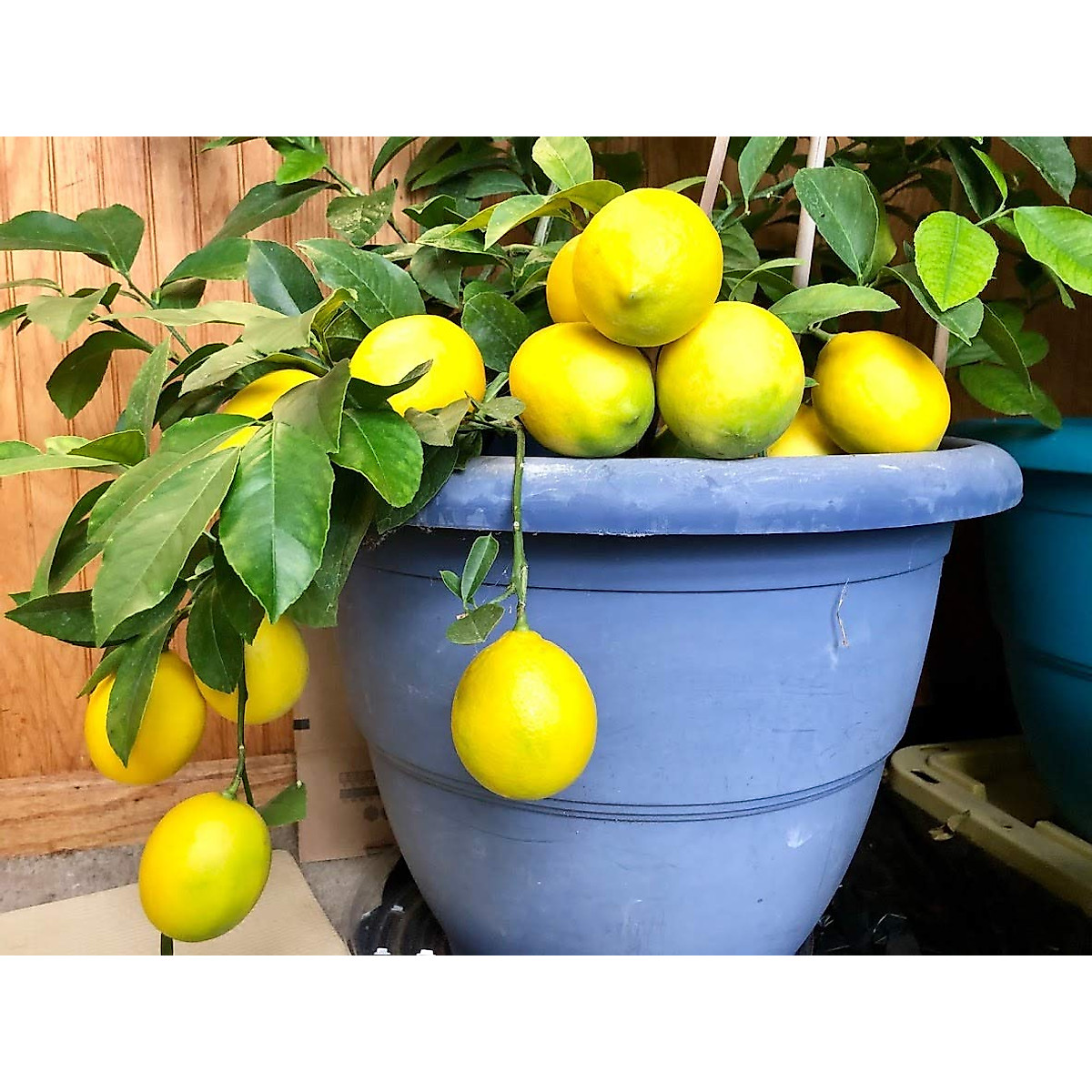 Meyer Lemon Tree 6" To 10" Live Plant