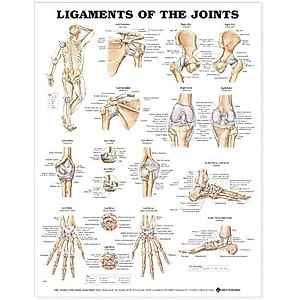 Ligaments of the Joints Anatomical Chart