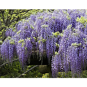 Live Chinese Blue Wisteria Tree, Plant 2' Potted Fast Growing Vine