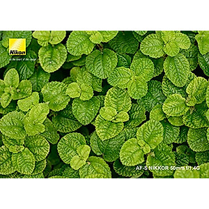 Nikon AF-S FX NIKKOR 50mm f/1.4G Lens with Auto Focus for Nikon DSLR Cameras