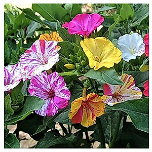 80 Broken Colors Four O'Clock Seeds - Tender Perennial That Reseeds Easily