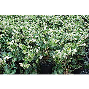 Perennial Farm Marketplace Helleborus x Frostkiss 'Molly's White' (Lenten Rose) Perennial, Size-#1 Container, Cream Flowers