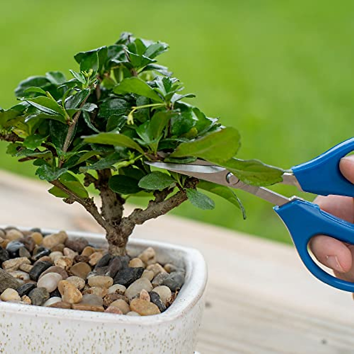 Costa Farms Bonsai Starter Kit, Live Bonsai Tree, Easy to Grow, Fun Garden, Crafts, Hobby Kit for Adults, Unique DIY Gift, Gardening, Great Gift for Kids & Adults, Mother's Day Gift, 10-Inches Tall