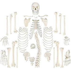 Wellden Medical Full Disarticulated Skeleton, Human Anatomical, Life-Size, 170cm