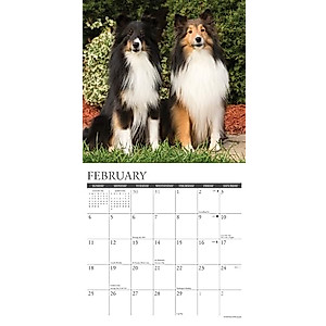 Willow Creek Press Shelties Monthly 2024 Wall Calendar (12" x 12")
