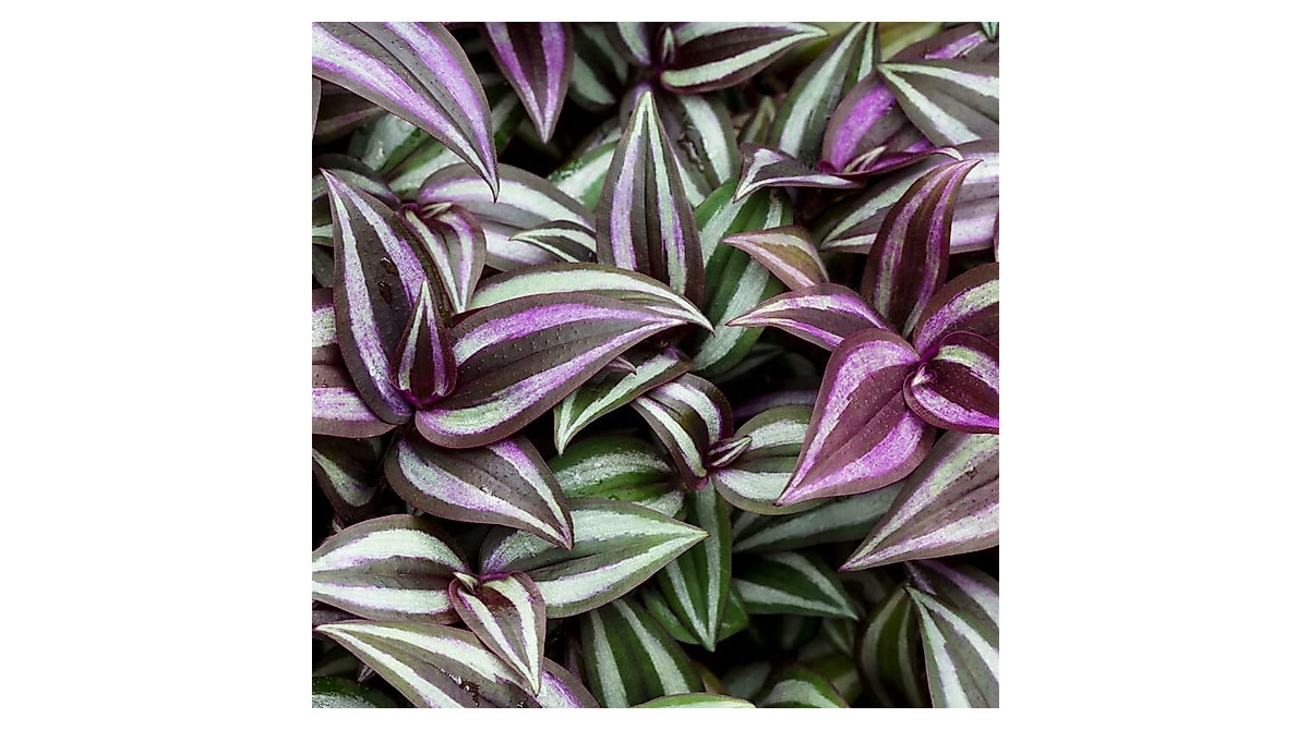 Grow Vibrant Purple Wandering Jew Cuttings Indoors