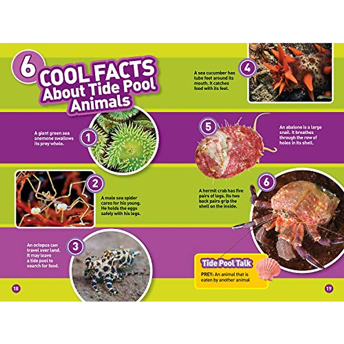Tide Pools (National Geographic Kids Readers, Level 1)