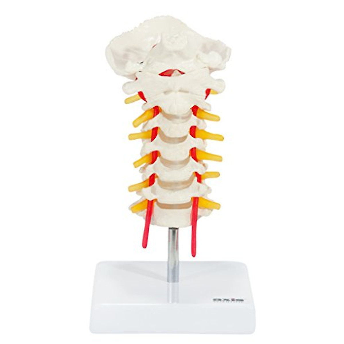 Axis Scientific Cervical Vertebra Model with Spinal Nerves and Arteries | Detailed Bony Landmarks of The Cervical Spine | Includes Occipital Bone | Essential Vertebral and Spinal Model for Education