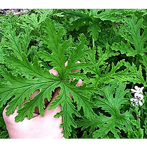 GardenGeng 300+ Citronella Plant Seeds for Planting Outdoors - Organic - Non-GMO - Citronella Geranium Seeds to Plant Garden/Bonsai