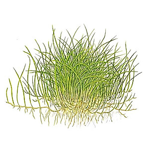 Tropica Eleocharis acicularis 'Mini' Dwarf Hair Grass Live Aquarium Plant - in Vitro Tissue Culture 1-2-Grow!
