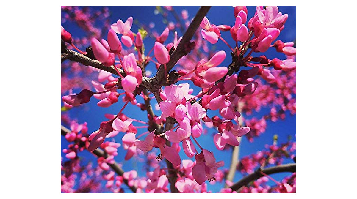 1105-Eastern Redbud Tree (Cercis Canadensis ‎) Seeds by ...