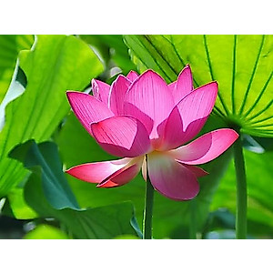 Ultra Telephoto 420-800mm F8.3 Manual Zoom Lens for Nikon DSLR F-Mount Cameras(D850 D810 D800 D610 D750 D500 D7200 D7500 D7100 D5600 D5300 D600 D3500 D3400 D3300 D3200 D5200 D5100 D5000 D7000 D700)