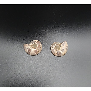 Universal Specialties Ammonite Pair 2pc Unique Fossil Stone Natural Specimen Shell Dinosaur Fossils Crystal Mineral Madagascar Feng Shui Chakra Energy Healing Raw Set Prehistoric Ancient Gemstone 2 cm