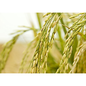 Food to Live Jasmine Brown Rice, 6 Pounds — Whole-Grain and Long-Grain Thai Rice, Vegan, Kosher, Bulk. Higher in Fiber than White Jasmine Rice. Great as Side Dish