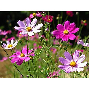 "Sensation Mix" Cosmos Flower Seeds for Planting, 100+ Seeds Per Packet, (Isla's Garden Seeds), Non GMO & Heirloom Seeds, Scientific Name: Cosmos bipinnatus, Great Home Flower Garden Gift