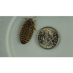 100 Medium Dubia Roaches by DBDPet | Live Arrival is Guaranteed