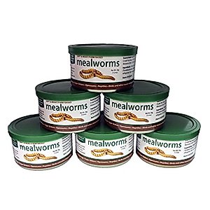 Canned Mealworms (1.2 oz. 6 Pack) - Healthy High Protein Insect Treat - Hedgehogs, Sugar Gliders, Reptiles, Wild Birds, Chickens, Lizards, Bearded Dragons, Skunks, Opossums, Fish, Amphibians, Turtles
