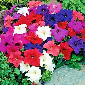 Dwarf Petunia Mix Flower Seeds Garden/Containers Hanging Baskets Window Box rasa1ca (2000+ Seeds)