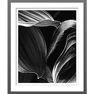 Corn Lily Abstract (#2)