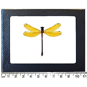 BicBugs Euphaea Lara Yellow Dragonfly damselfly Indonesia Framed