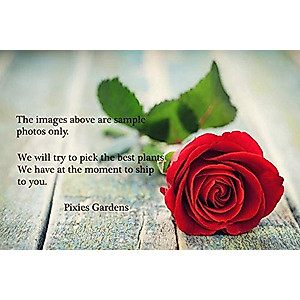 Pixies Gardens Anna Apple Tree Live Fruit Plant for Planting - Crisp Juicy - Excellent Variety for The South (5 Gallon - Set of 2, Potted)