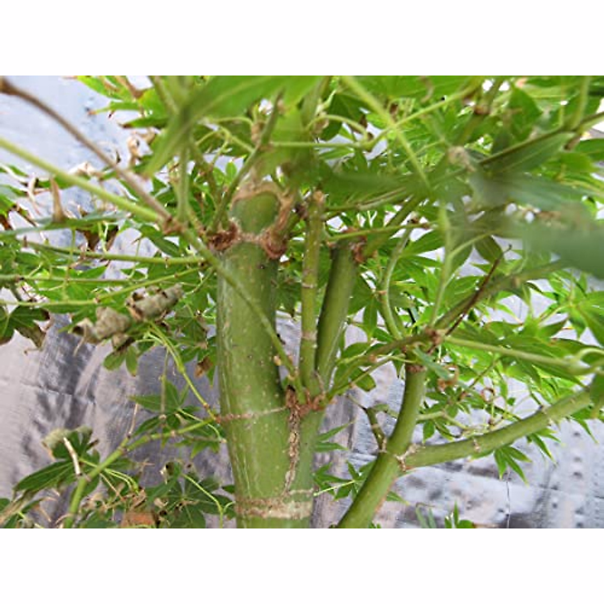 51 Year Old Golden Prosperity Japanese Maple Specimen Bonsai Tree