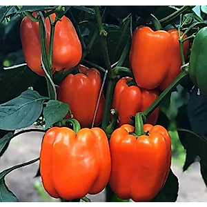 100+ Rainbow Blend Sweet Bell Pepper Seeds for Planting