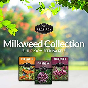 Survival Garden Seeds Milkweed Collection Seed Vault - Butterfly Milkweed, Common Milkweed & Rose (Swamp) Milkweed for Monarchs - Non-GMO Heirloom Seeds for Planting & Growing in a Pollinator Garden