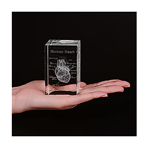 Ultrassist 3D Human Heart Crystal Model, Laser Etched Anatomical Model for Home and Office Decoration, Cardiology Gifts