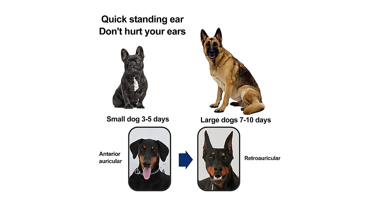 Algado Dog Ear Stand Support Tool for Dobermans - Kit