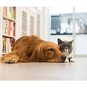 cat Joint Pain Relief - Turmeric with Coconut and Hemp Oil for Dogs and Cats - Natural Treats - Anxiety Relief - Joint Health - Turmeric Extract for Cats - 60 Treats (1 Bottle)