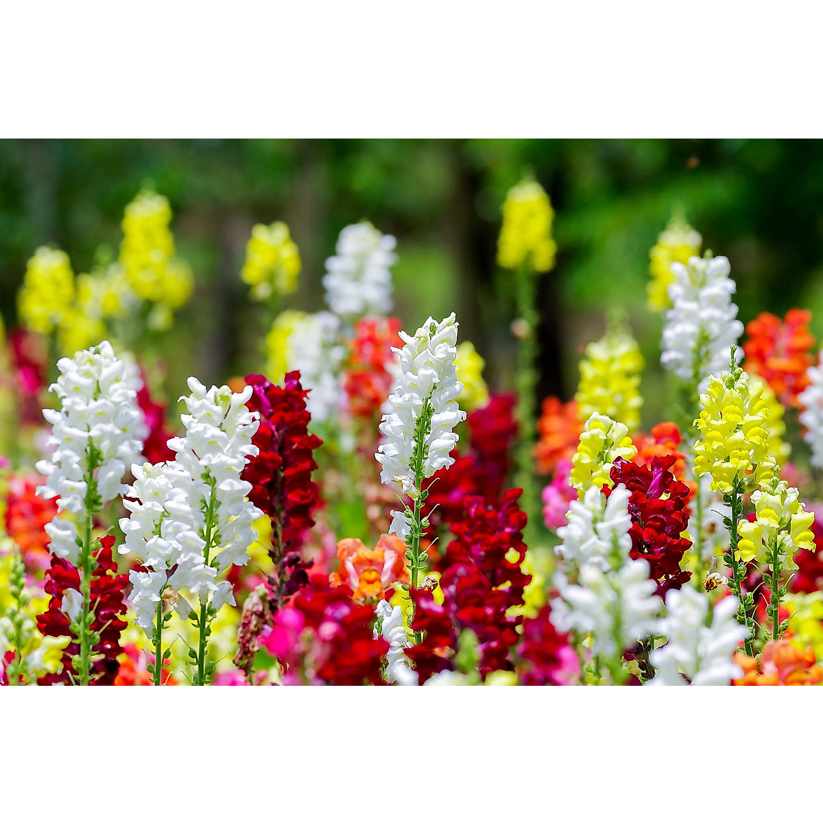 Snapdragon Seeds, 5000 Flower Seeds Per Packet (NOTSWOH's Seeds)
